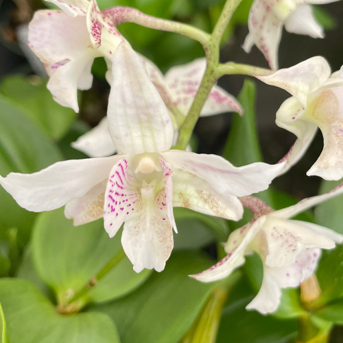 Dendrobium Mikawa Flake (Mini Snowflake x atrov.) - J&L Orchids