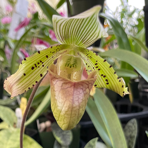 Paphiopedilum Iphis (Paph. tonsum 'Mini' x Paph. argus) - J&L Orchids