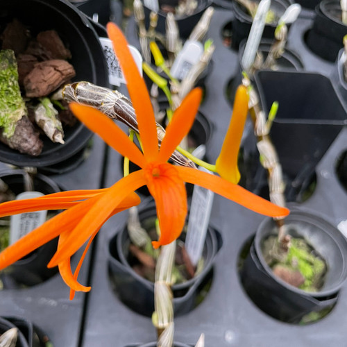 Dendrobium dickasonii - J&L Orchids