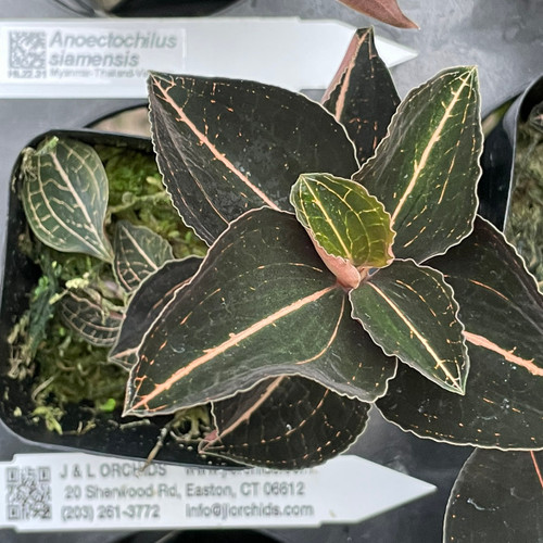Anoectochilus siamensis (Jewel Orchid) - J&L Orchids