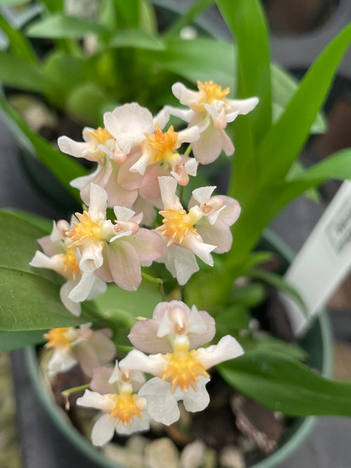 Oncidium Twinkle 'Fragrance Fantasy', white - J&L Orchids
