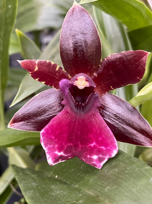 Propetalum (Pptm.) La Jolla Delight 'Hilo Orchid Farm' AM/AOS, BS - J&L ...