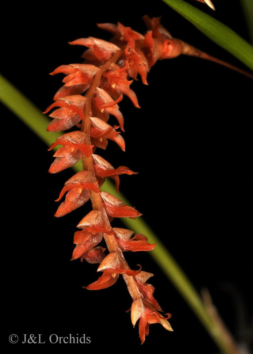 Dendrochilum wenzelii - J&L Orchids