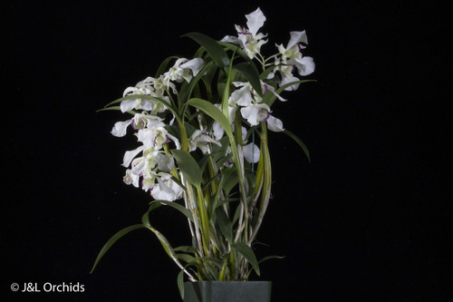 Dendrobium rhodostictum - J&L Orchids