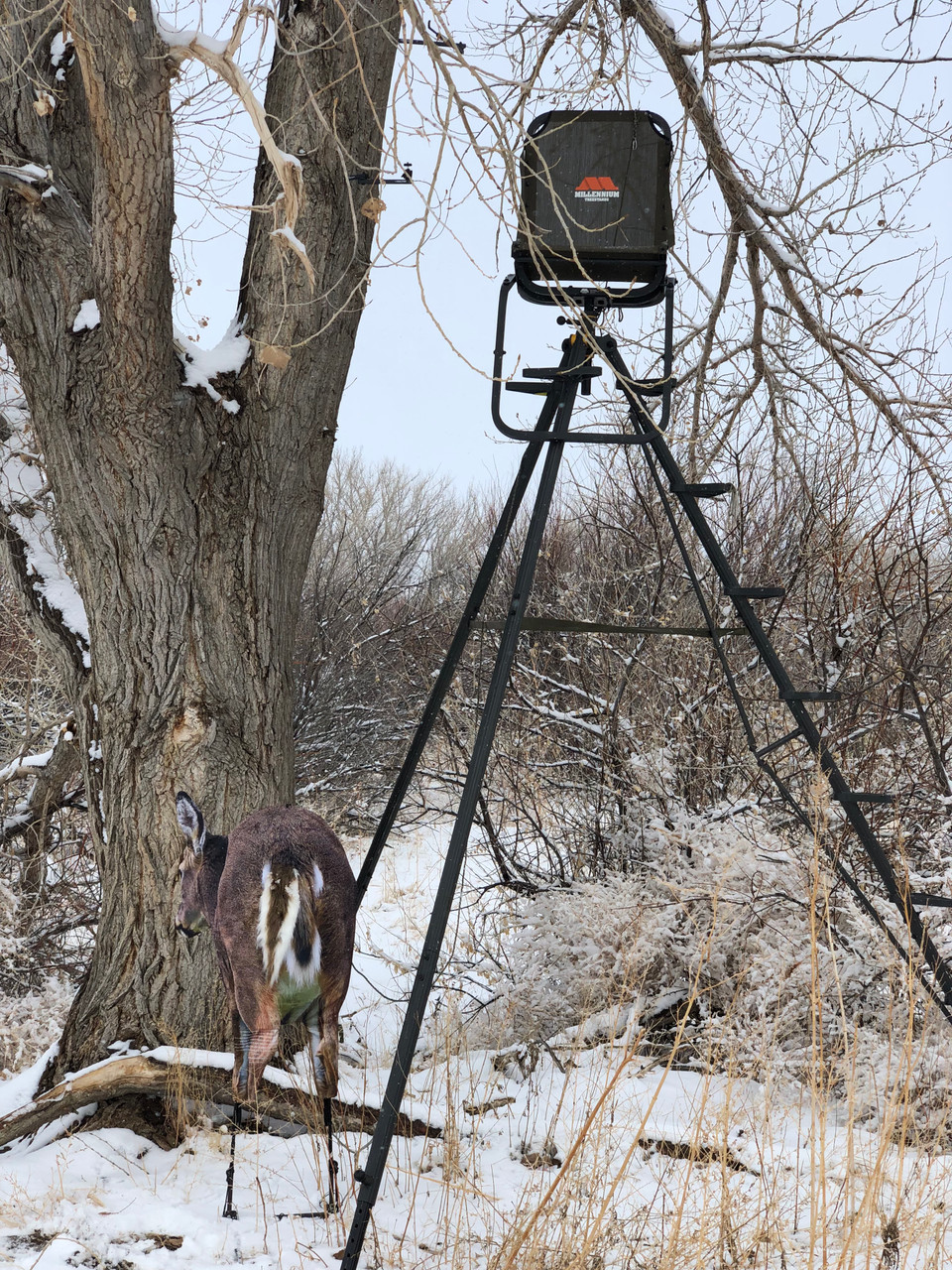 TipUp Whitetail Decoy Stand