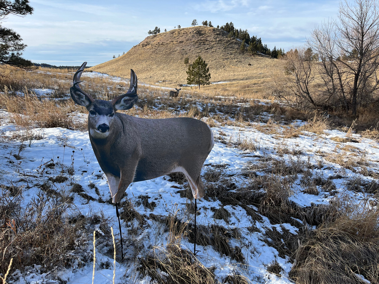 Muley Buck