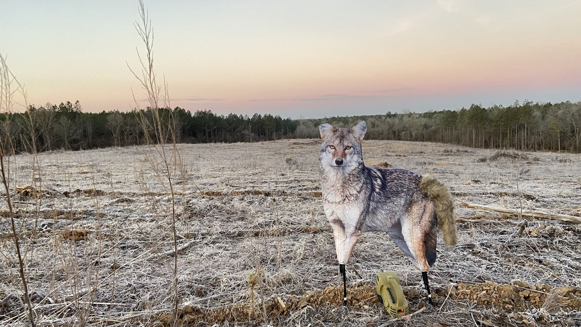 Song Dog Coyote Decoy - Montana Decoy