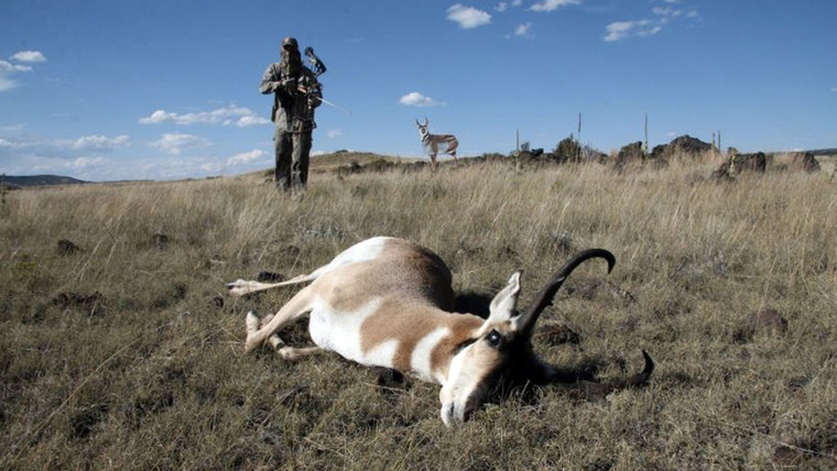 Antelope Buck Decoy