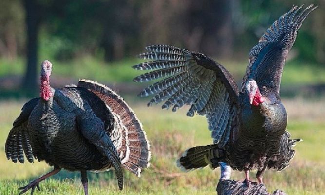 THE TWO-FOR-ONE TURKEY SPECIAL - Montana Decoy