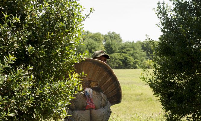 USING A TURKEY REAPING DECOY - Montana Decoy