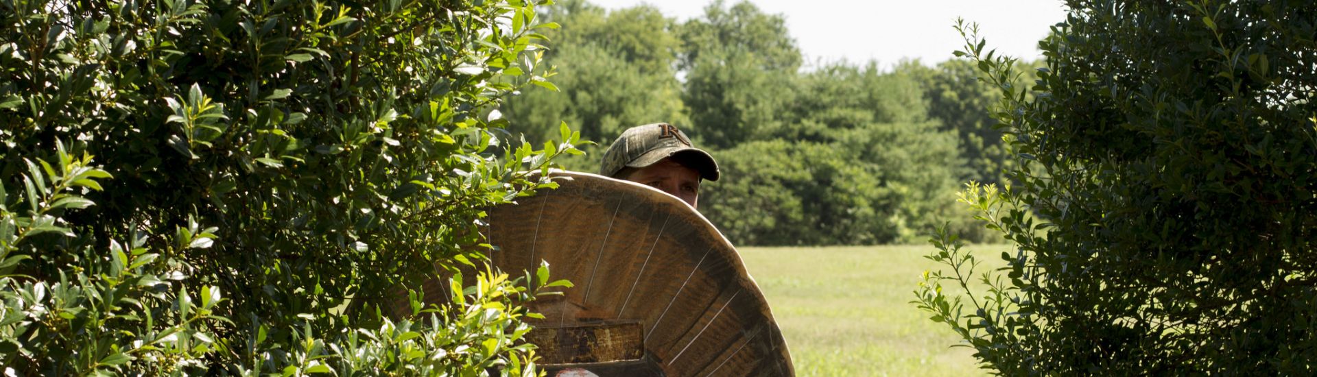Using a Turkey Reaping Decoy - Montana Decoy