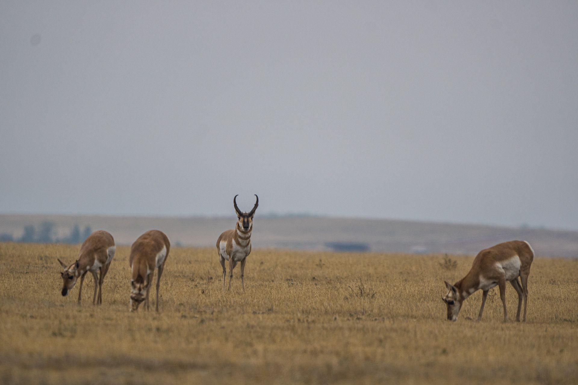 4 Antelope Stalking Tactics - Montana Decoy