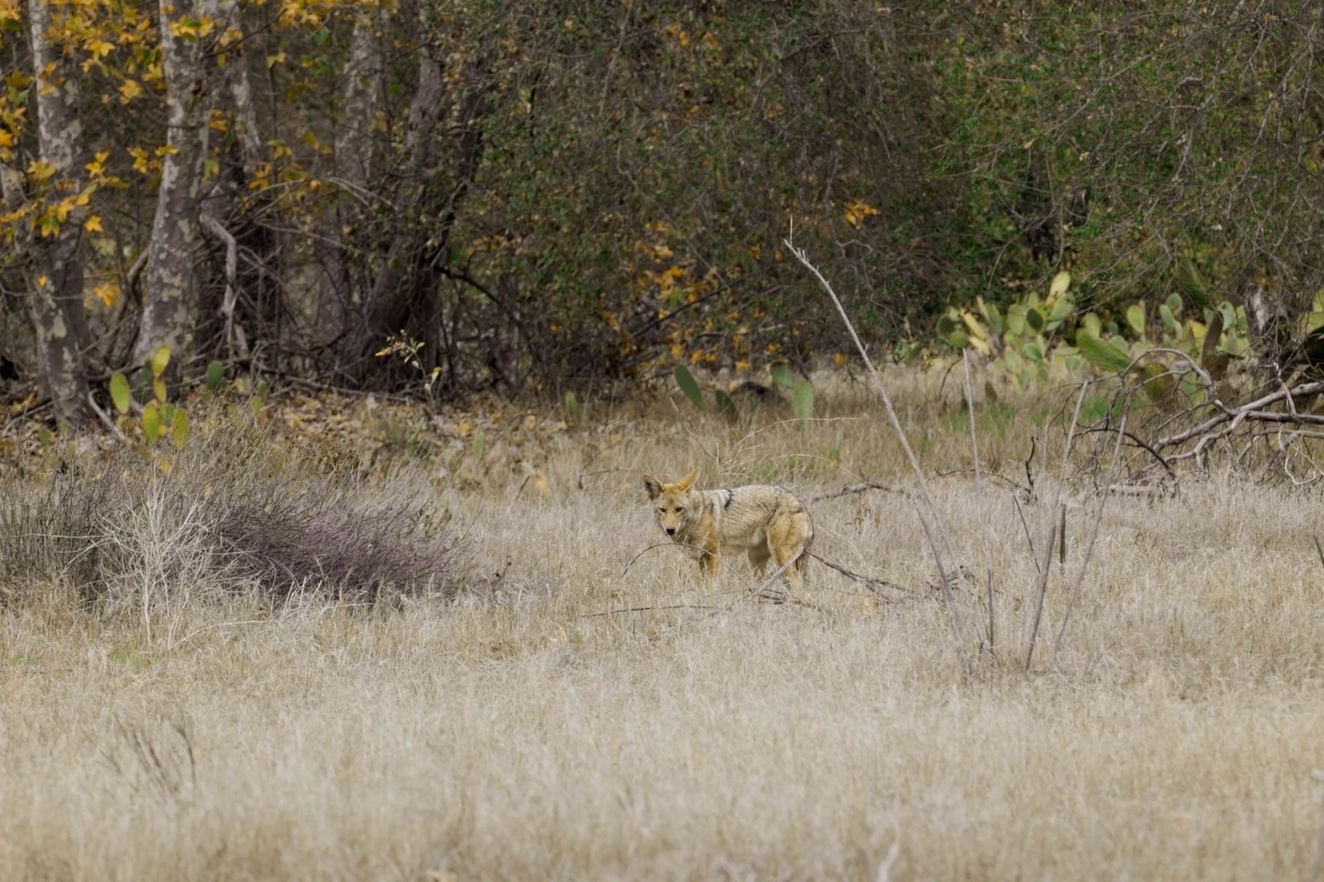 5 Tips for Bagging More Coyotes - Montana Decoy