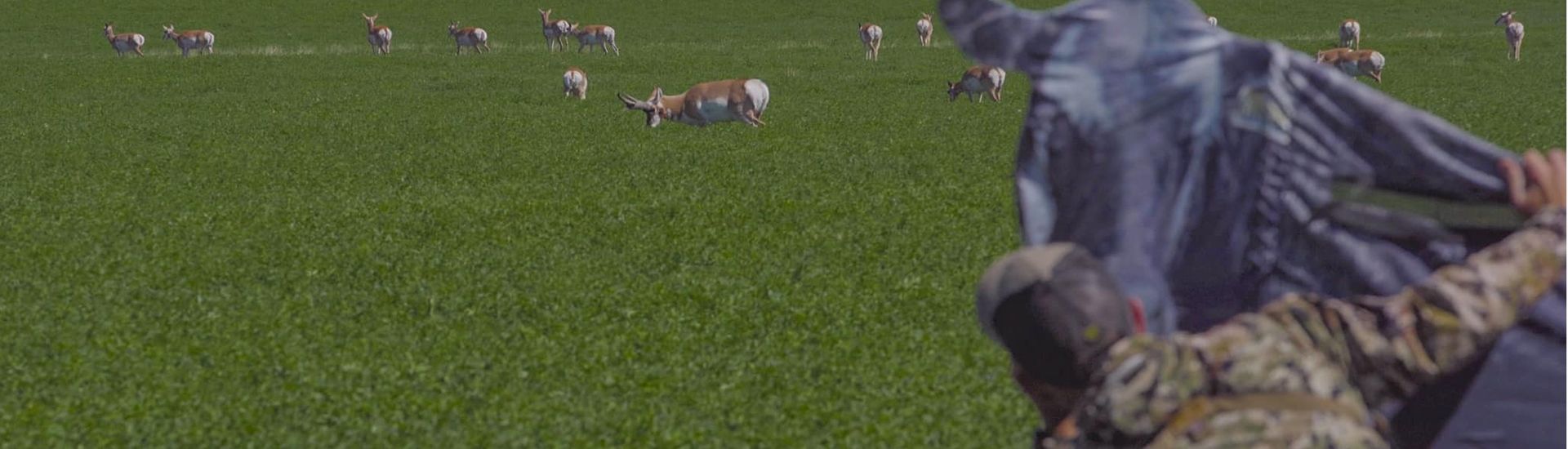 Hunting the Pronghorn Rut - Montana Decoy