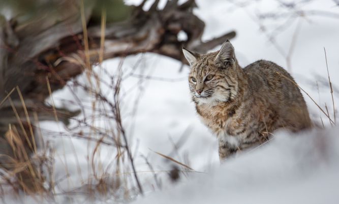 THE ART OF CALLING AND KILLING BOBCATS - Montana Decoy
