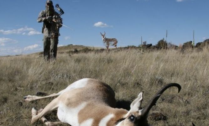 DECOY PRE-RUT ANTELOPE - Montana Decoy
