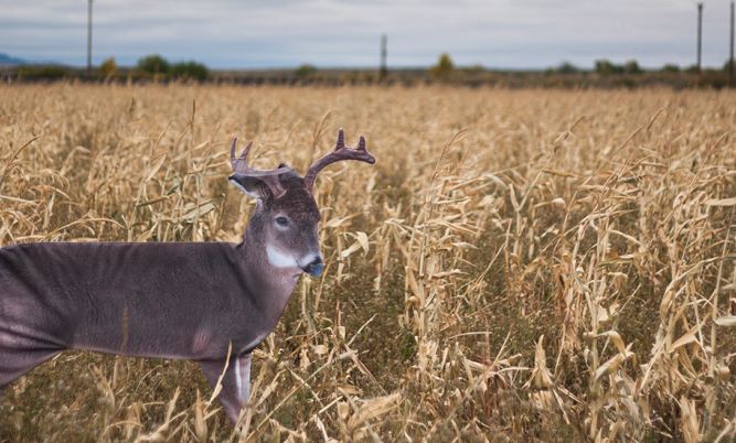 USING A DEER DECOY DURING THE PRE RUT - Montana Decoy