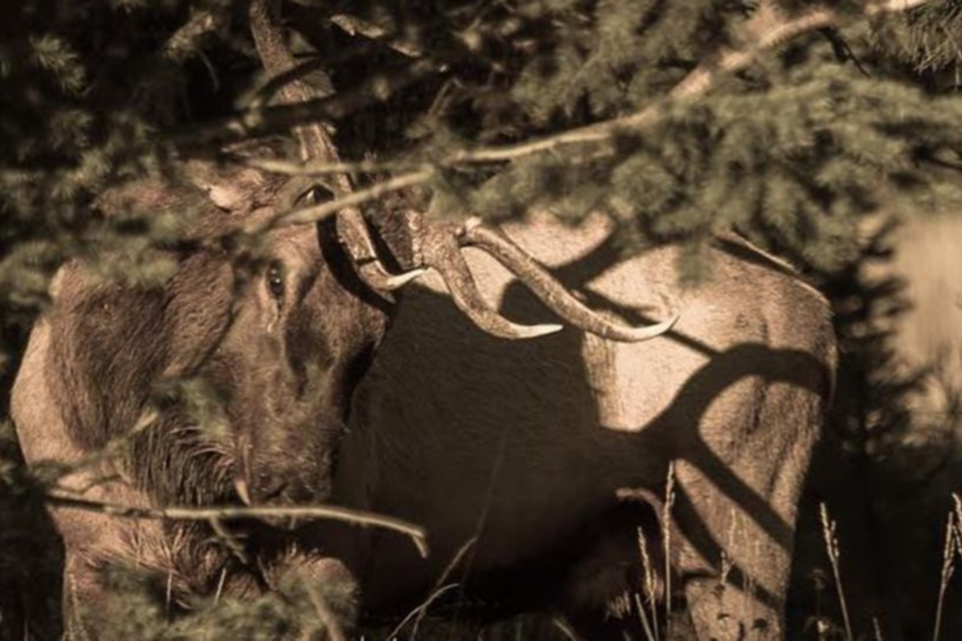Jerry McPherson's Best Elk Decoy Tactics - Montana Decoy