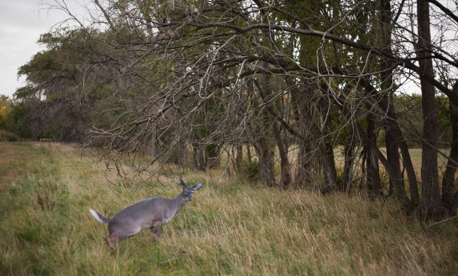 THE HUNTERS BEHIND THE DECOY - Montana Decoy