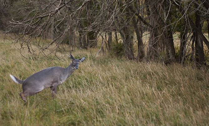 DEER HUNTING IN THE WIND - Montana Decoy