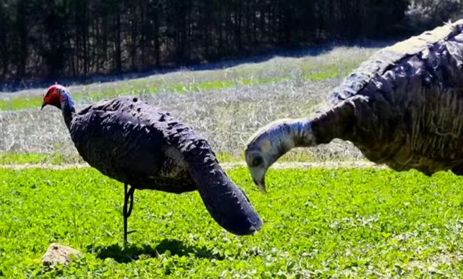 TURKEY DECOY TIPS FROM 'GROWING DEER TV' - Montana Decoy