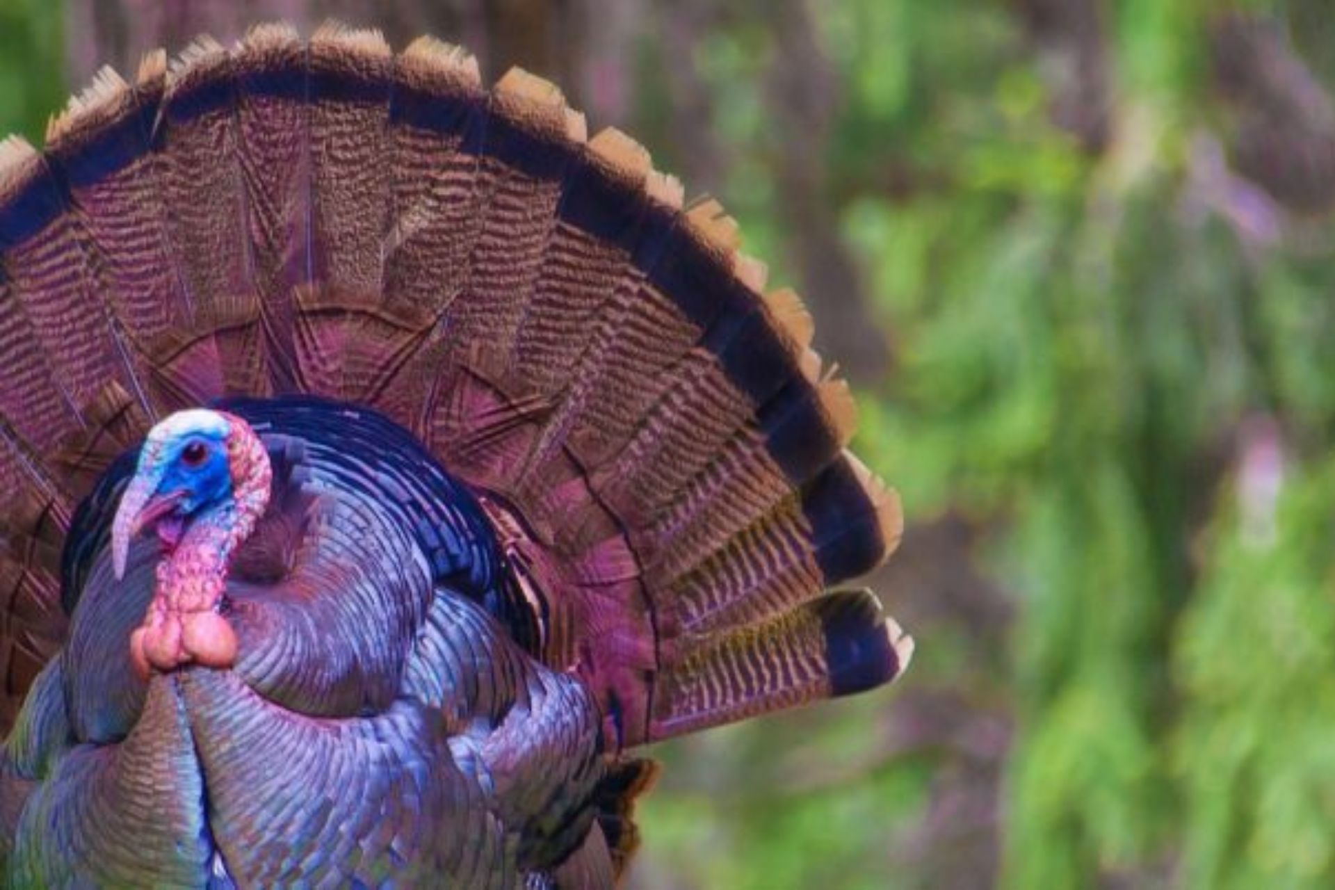 How to Read a Turkey's Body Language - Montana Decoy