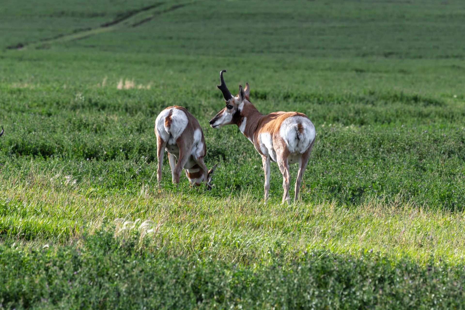 Hunting the Pronghorn Rut - Montana Decoy