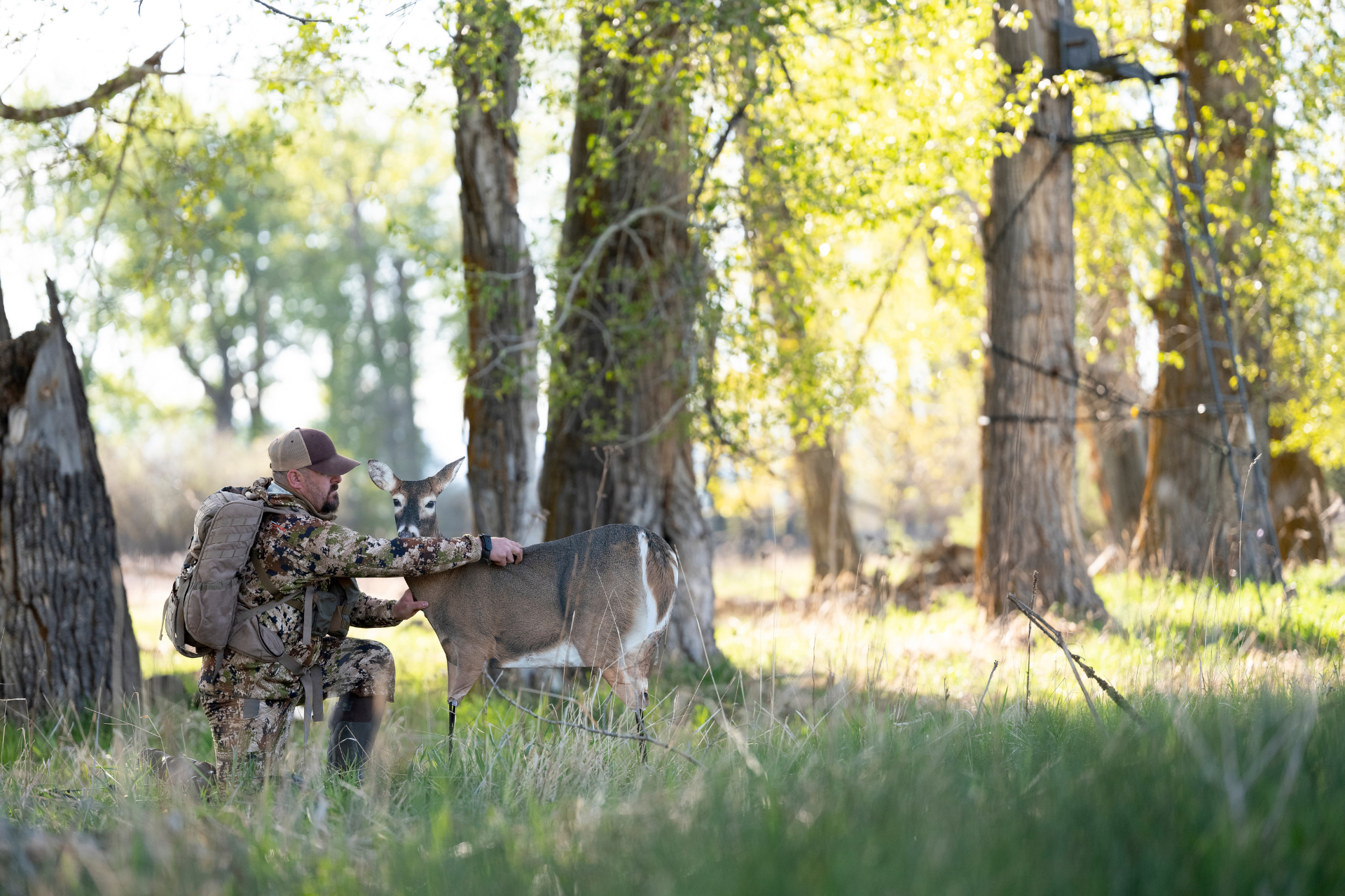 Best Placement Practices for Deer Decoys - Montana Decoy