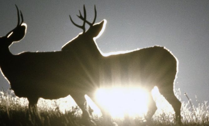 POOR MAN S GUIDE DIY OVER THE COUNTER MULE DEER HUNTS Montana Decoy poor-man-s-guide-diy-over-the-counter-mule-deer-hunts-montana-decoy