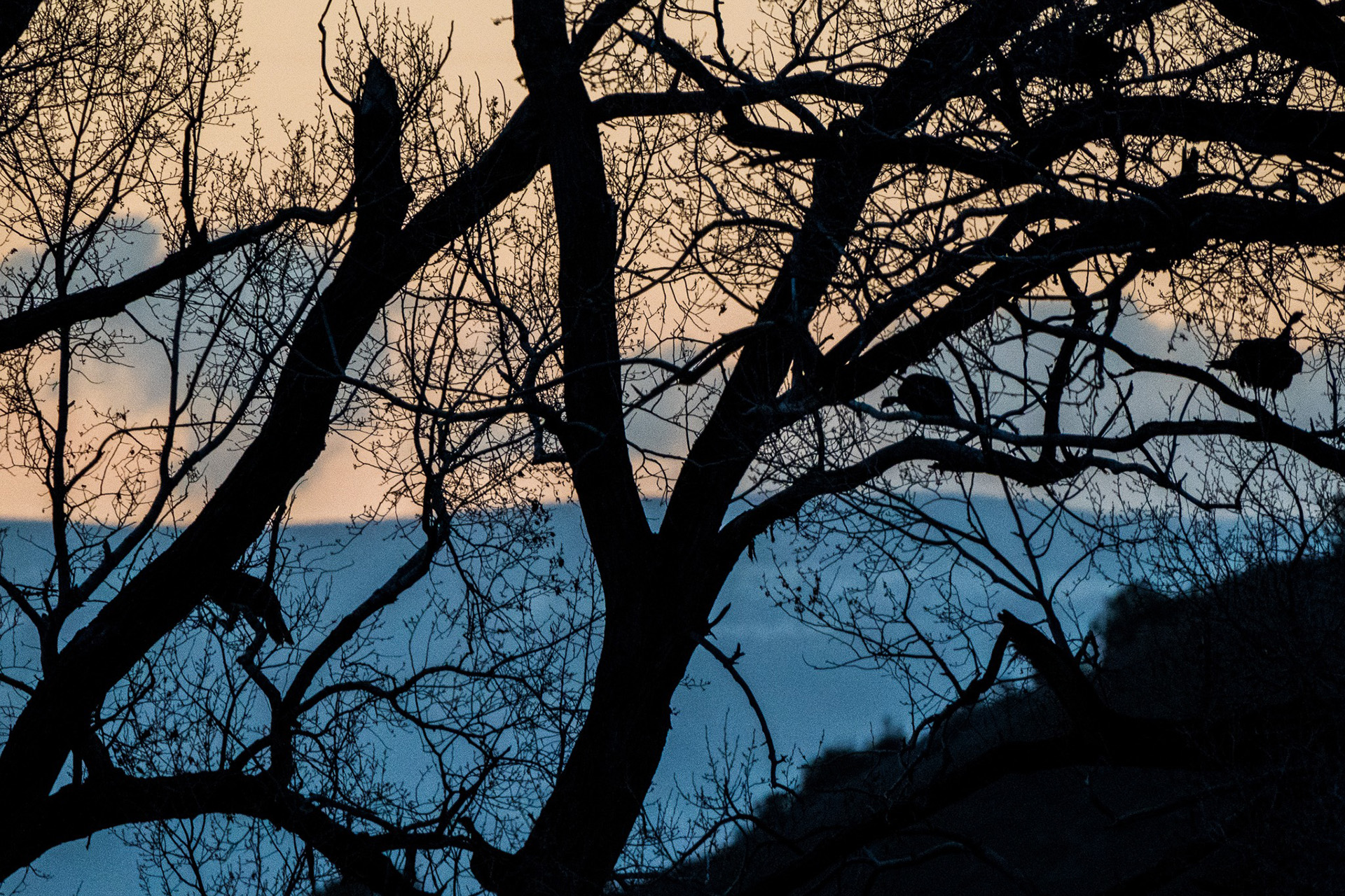 Roosting Turkeys - Montana Decoy