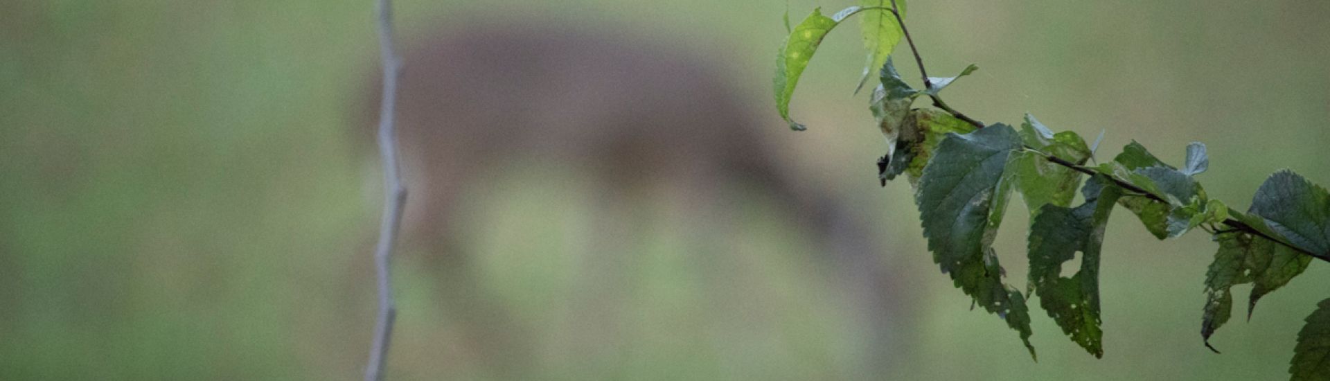 THE ENJOYMENT OF WATCHING DEER - Montana Decoy