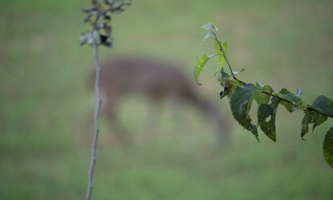 THE ENJOYMENT OF WATCHING DEER - Montana Decoy
