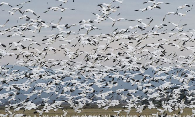 HOW TO SET UP SNOW GOOSE DECOYS - Montana Decoy