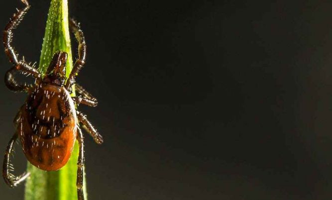 AVOIDING TICKS WHILE HUNTING - Montana Decoy