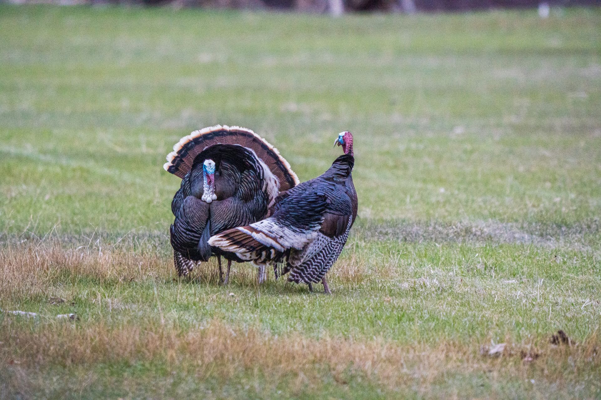 Understanding Turkey Behavior Patterns - Montana Decoy