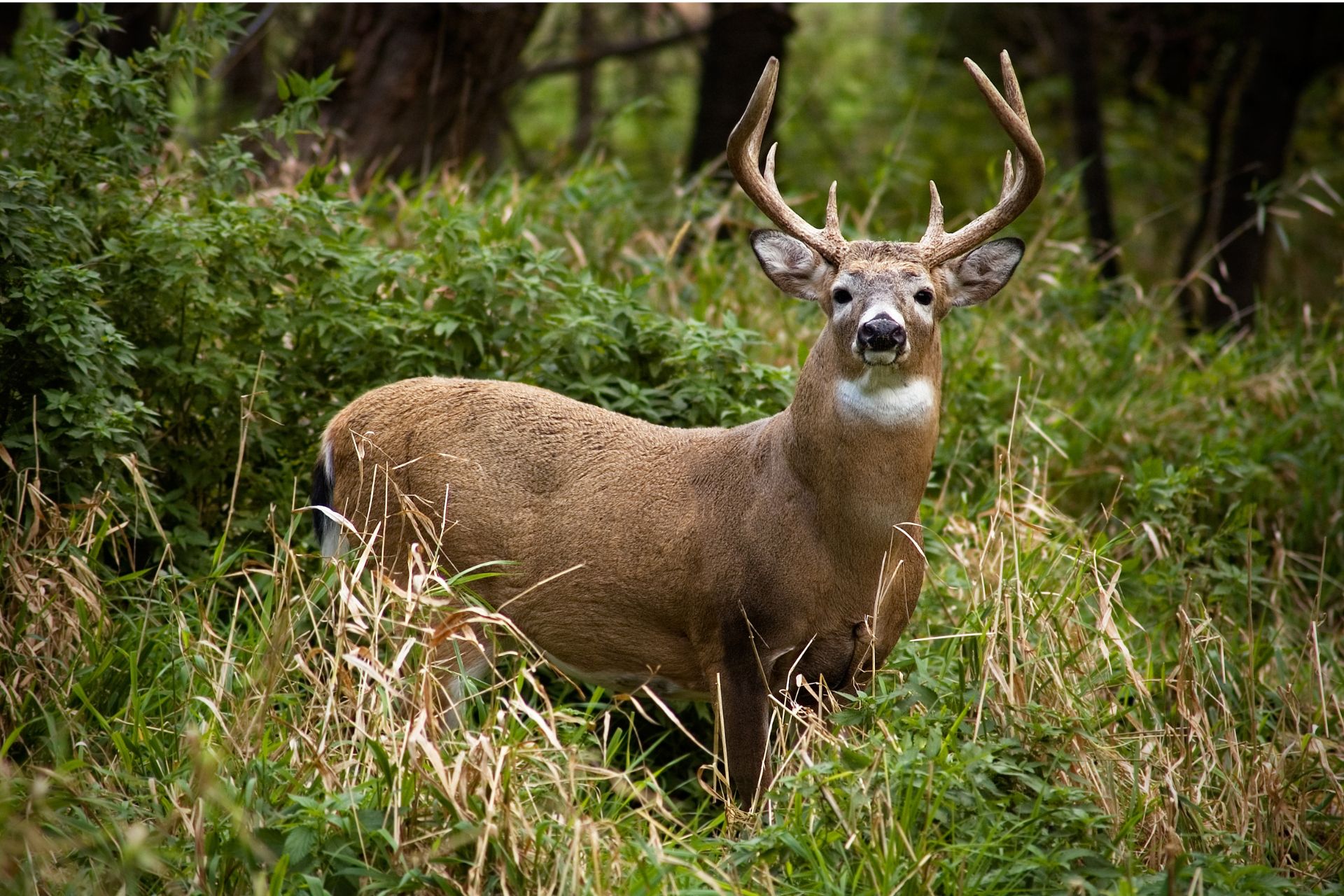 Peak Rut Whitetail Deer Decoy Placement - Montana Decoy