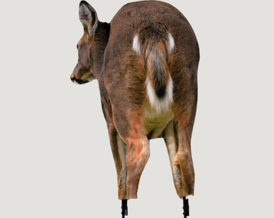 Deer Rump