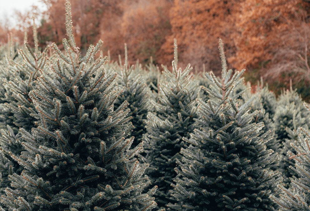 Papa Noel Christmas Trees