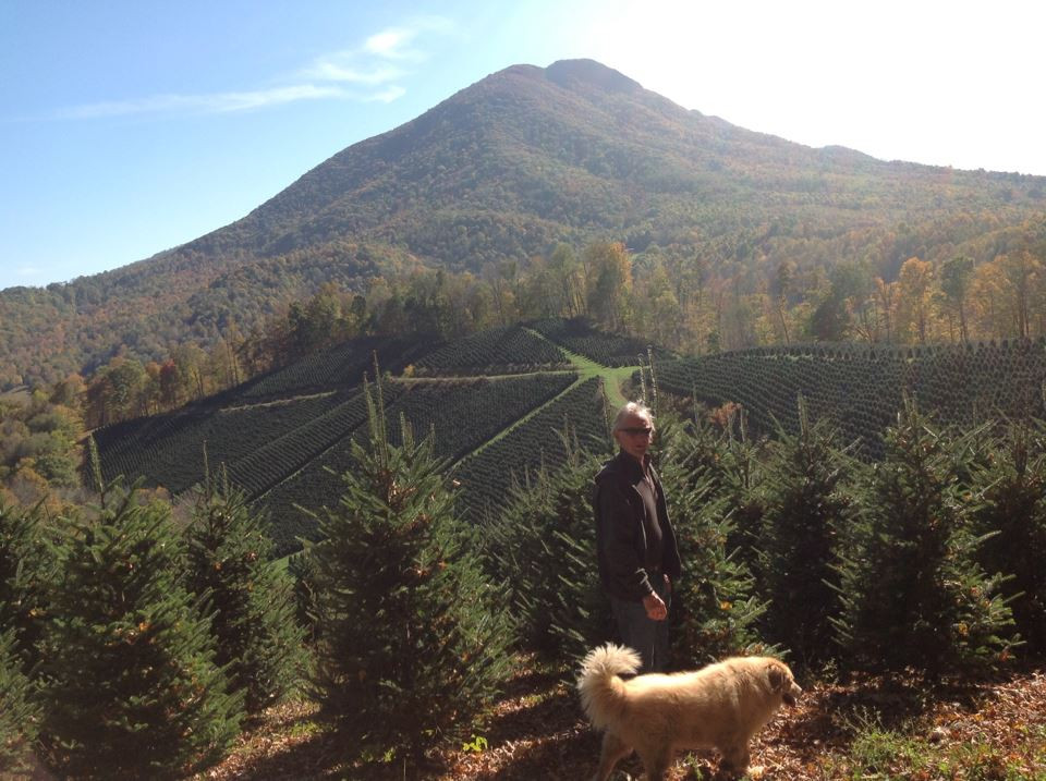 Papa Noel Christmas Trees