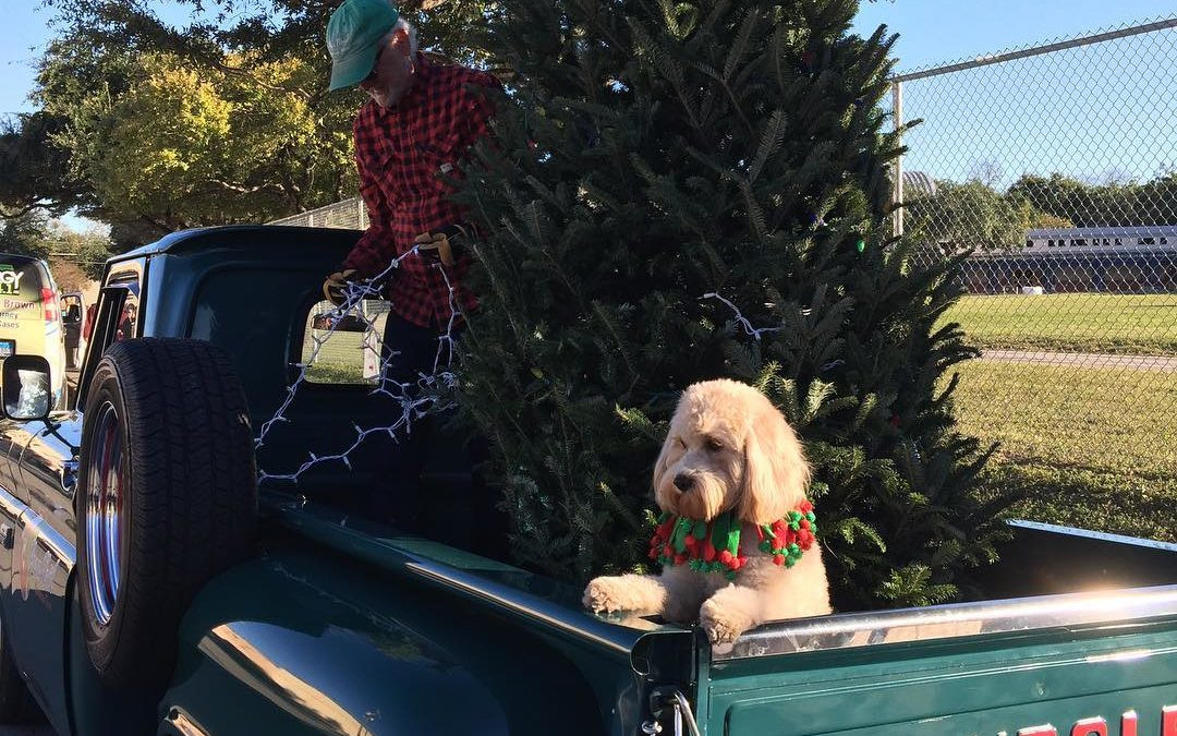 Papa Noel Christmas Trees