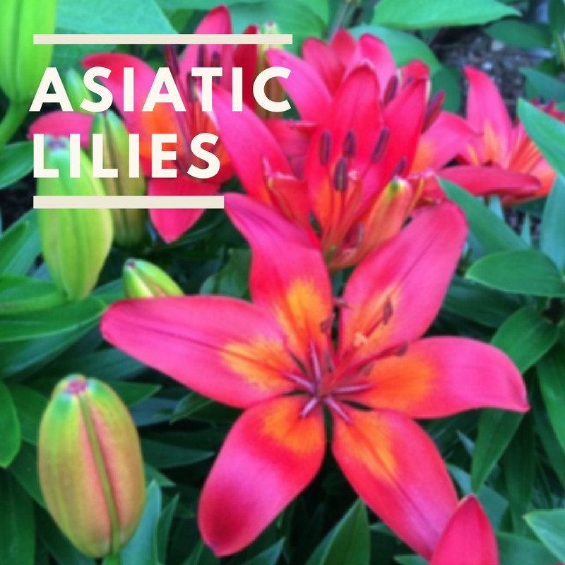 Flower Spotlight - Asiatic Lily: Flower of the Month - Enchanted ...