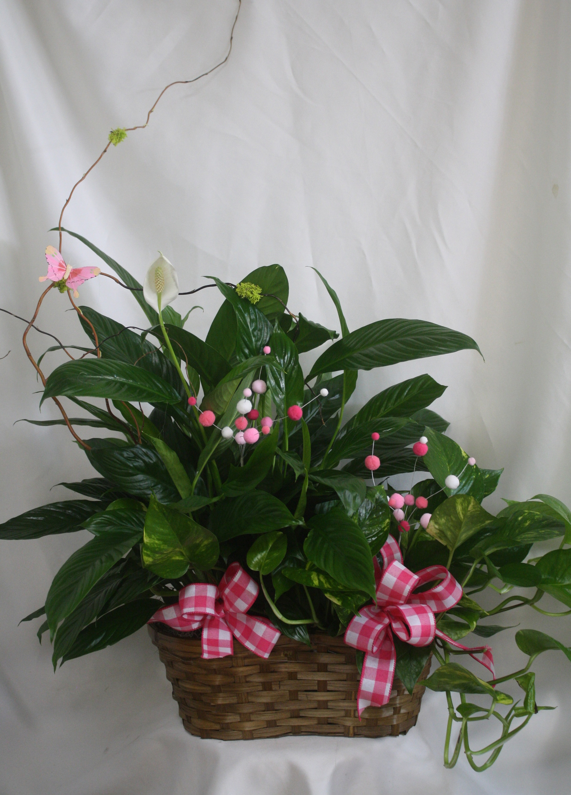 Funeral Plants | Blooming & Green Plants for Funerals - Page 2