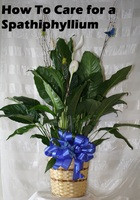 How to Care for a Spathiphyllium Plant - Enchanted Florist Pasadena