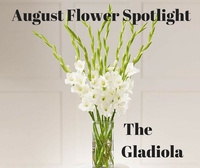 August Flower Spotlight: The Gladiola - Enchanted Florist Pasadena