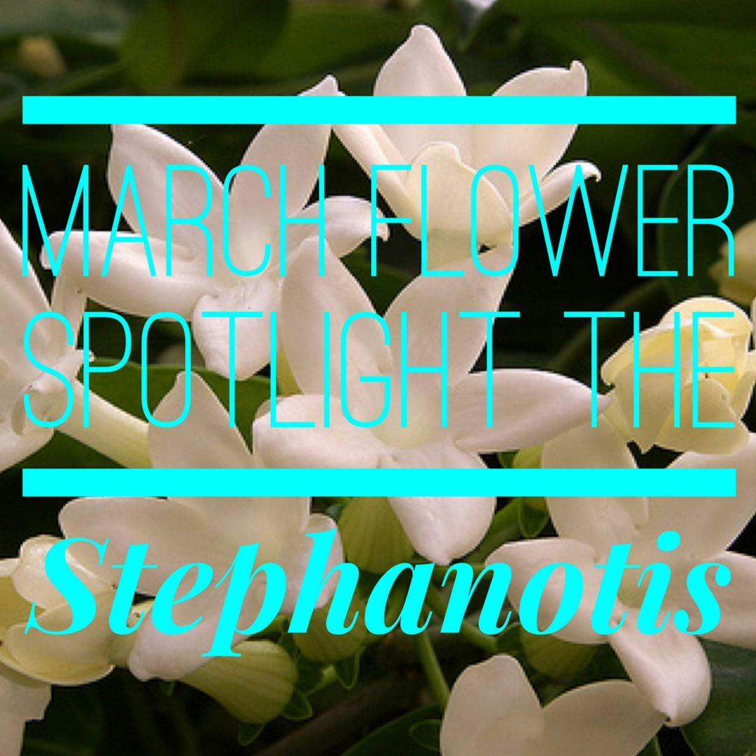 Flower Spotlight of the Month: The Stephanotis - Enchanted Florist Pasadena