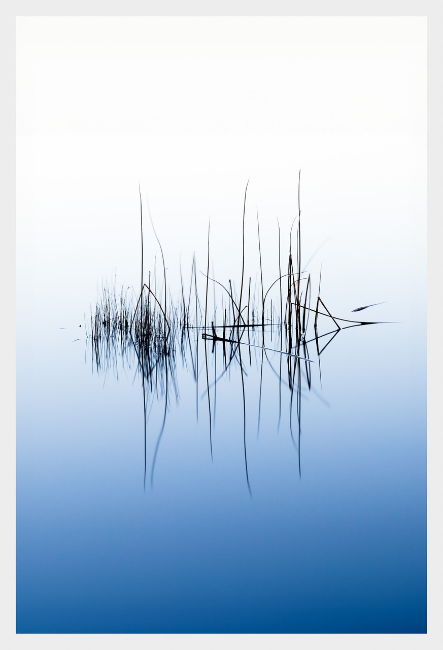 Reeds Reflection - vertical
