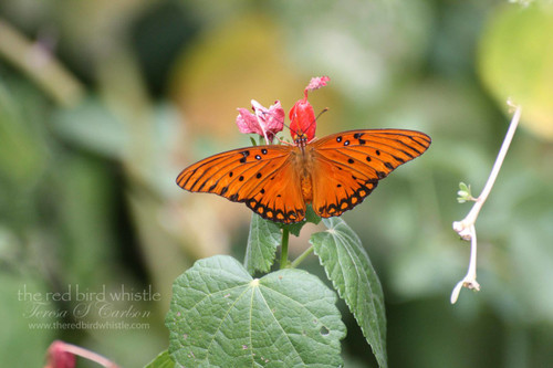 Butterfly - The Red Bird Whistle