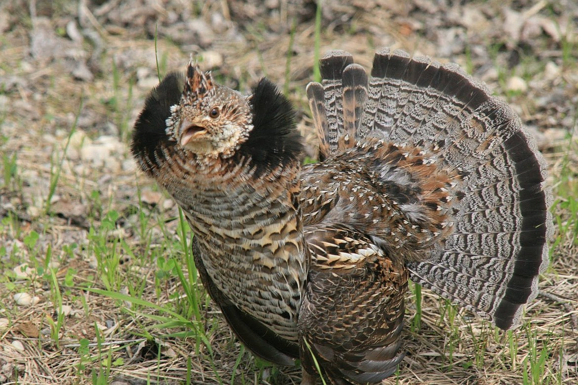 The State of Idaho's Grouse Population: A Fall Hunting Guide - Templar ...
