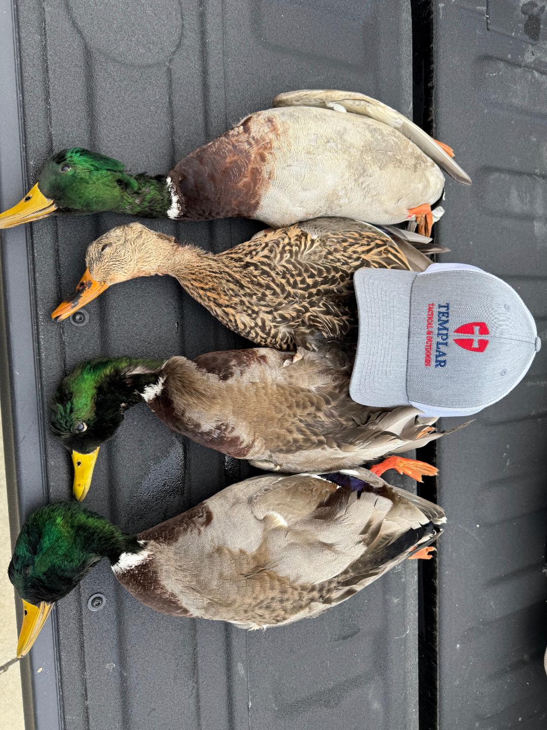 Late Season Duck Hunting: Tips for Success in the Final Stretch ...