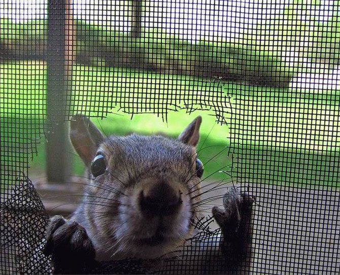 Protecting Your Screens: Common Animals That Damage Window Screens ...